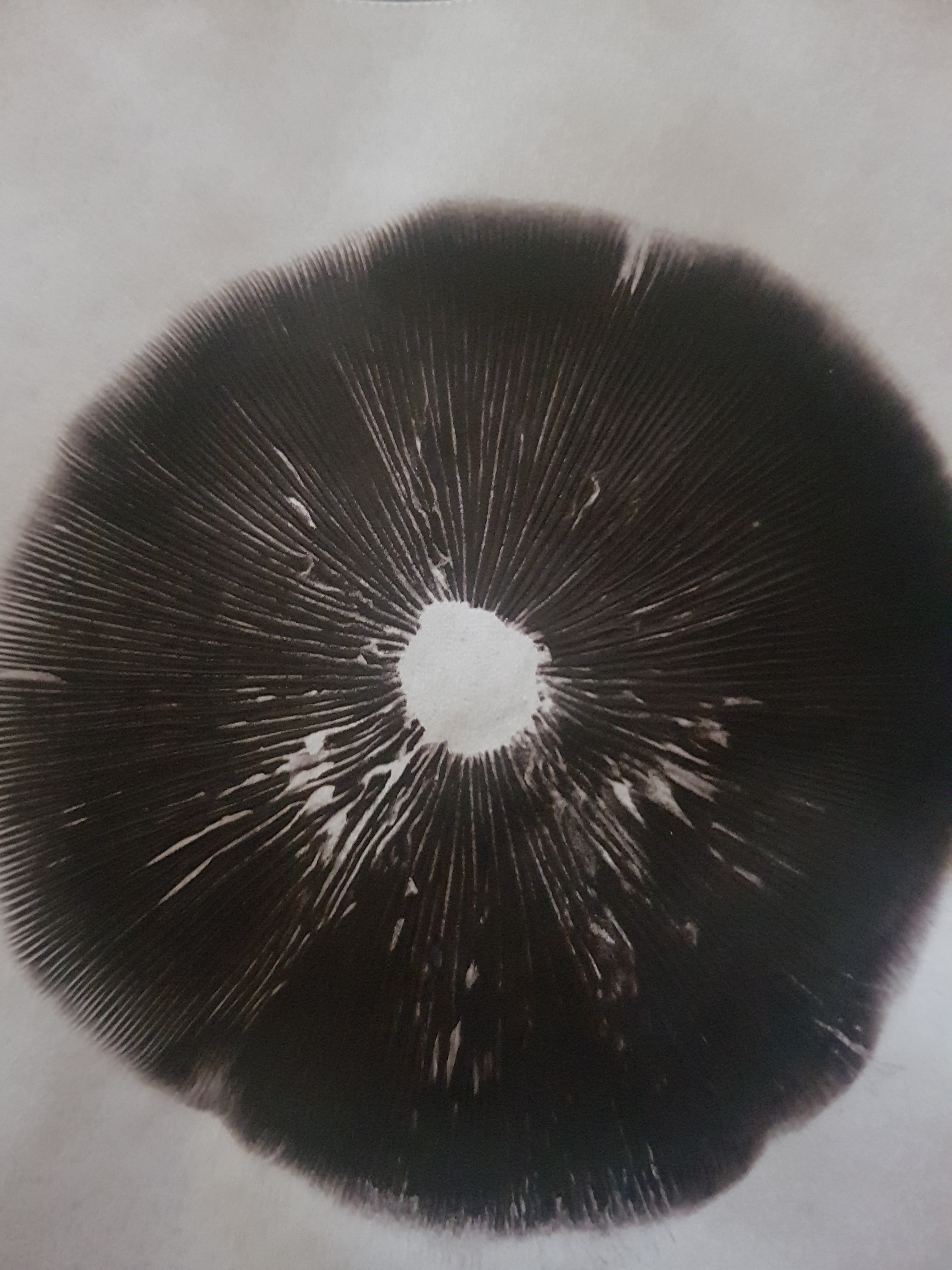 African Transkei Spore Print - Spores Worldwide