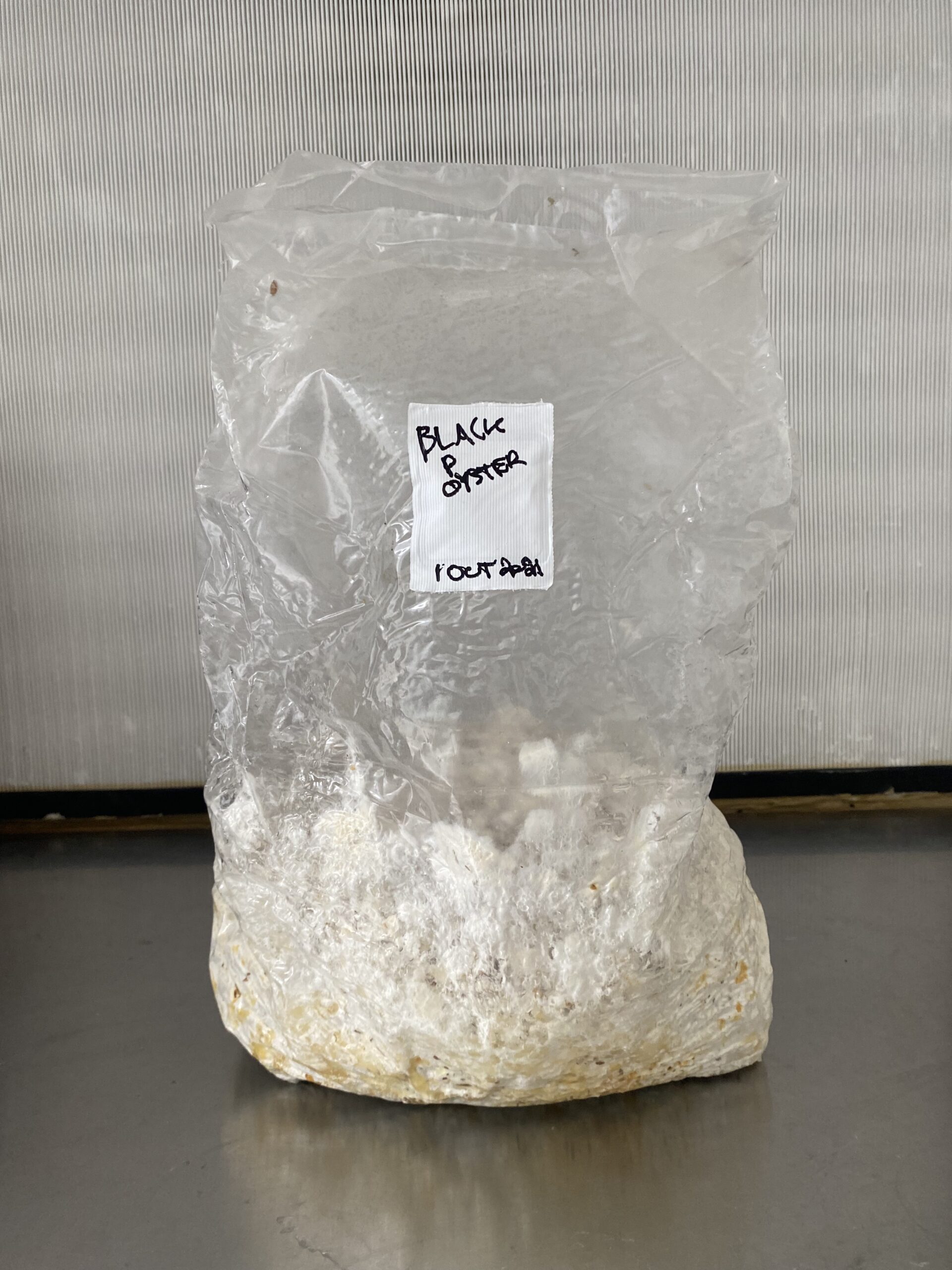 Bulk Grain Spawn - Preorder - Spores Worldwide