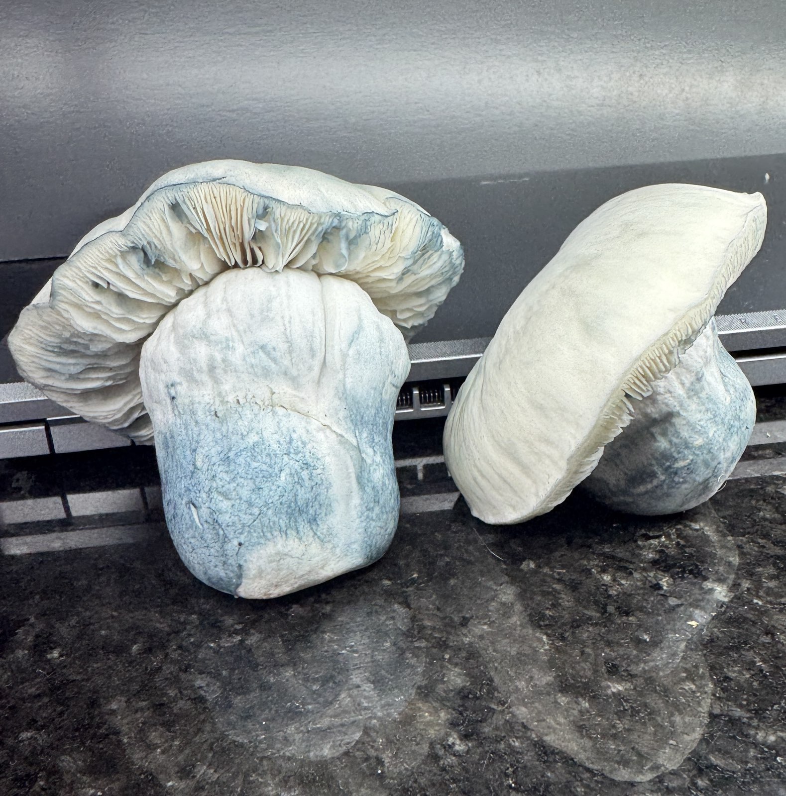 Iceberg Spore Swabs - Spores Worldwide