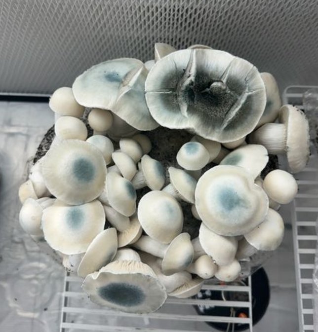 Iceberg Spore Swabs - Spores Worldwide